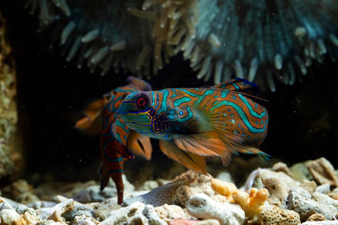 Tropical Fish Online | MTF Aquatics UK » Top 10 Rare Tropical Fish ...
